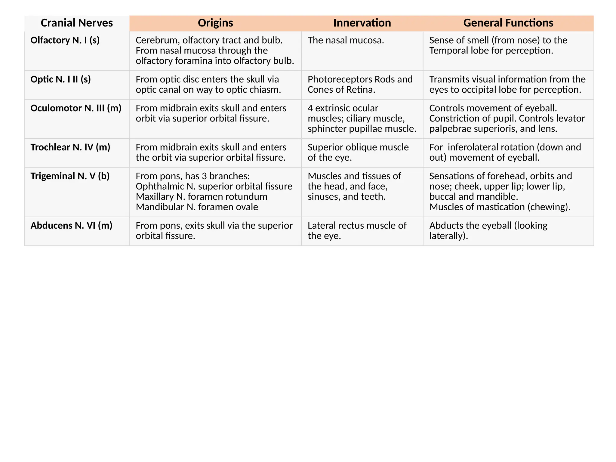 #14 Brain Stem and CSF Anatomy introduction.pptx