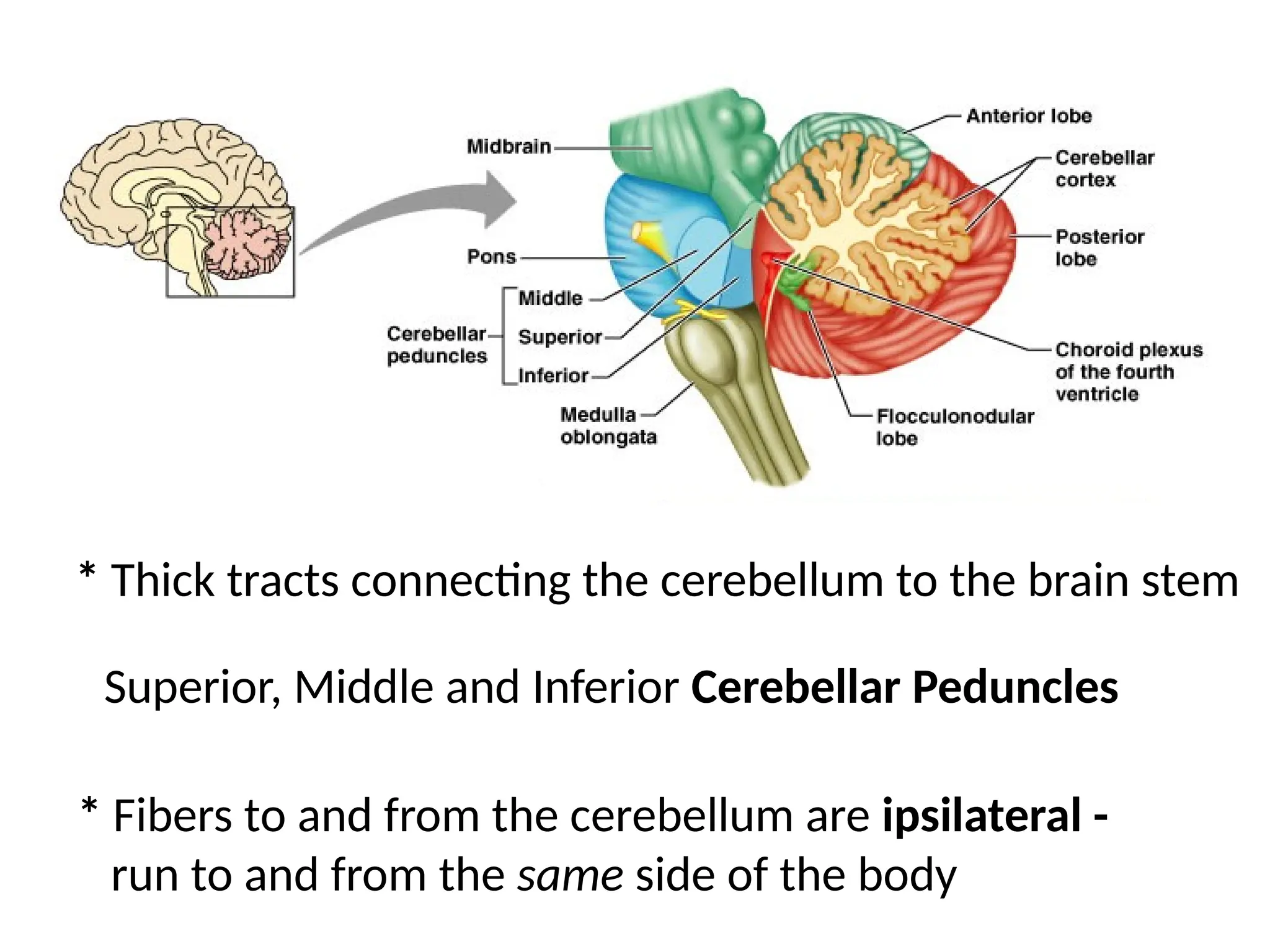 #14 Brain Stem and CSF Anatomy introduction.pptx