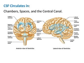 #14 Brain Stem and CSF Anatomy introduction.pptx