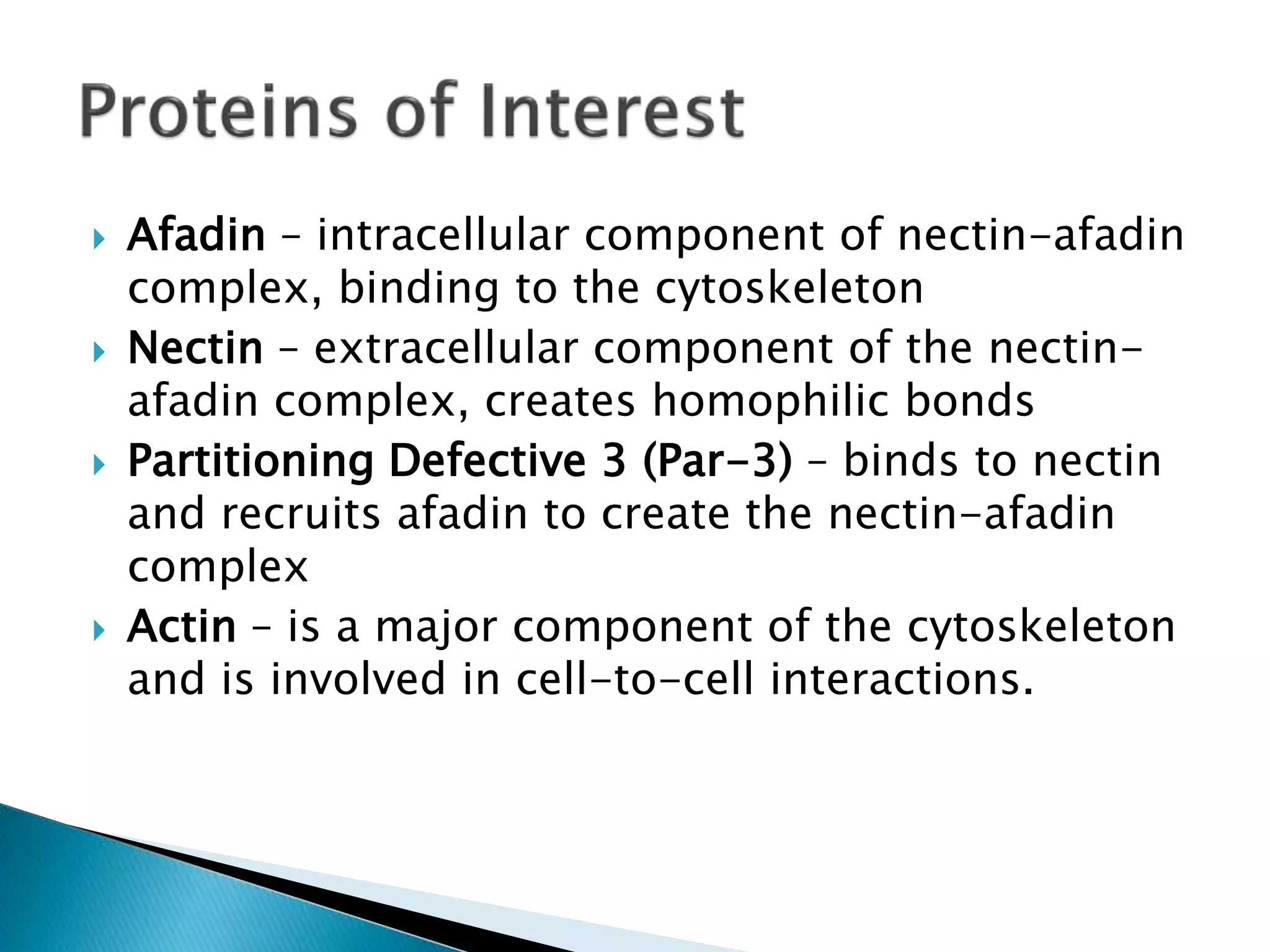 Protein Identification and Localization of Afadin, Nectin | PPTX