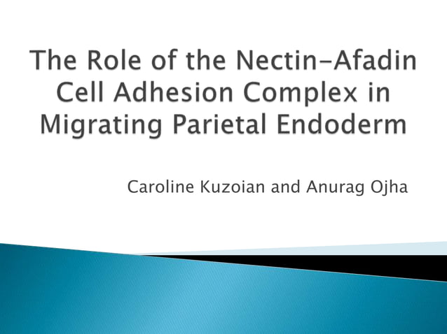 Protein Identification and Localization of Afadin, Nectin | PPT