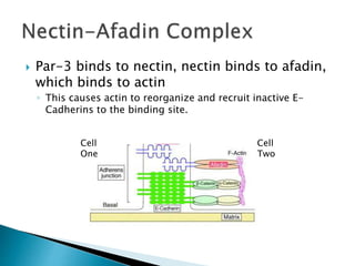 Protein Identification and Localization of Afadin, Nectin | PPTX ...