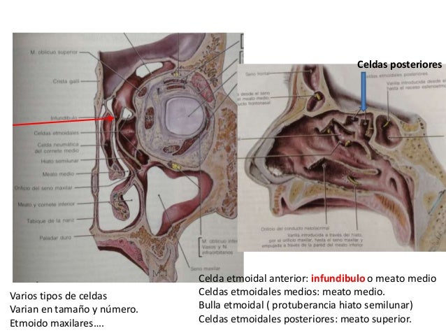 14 cavidades perinasales