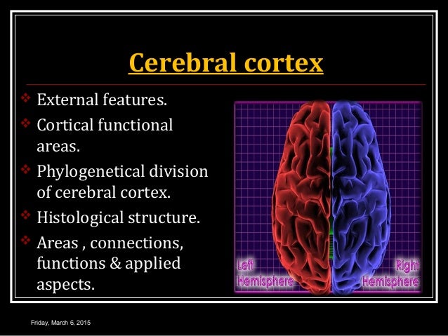 Cerebral Cortex Function