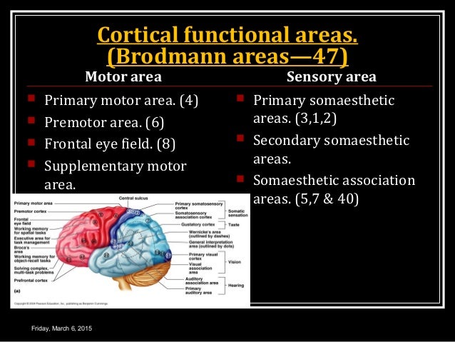 Primary Somatosensory Cortex Brodmann Area