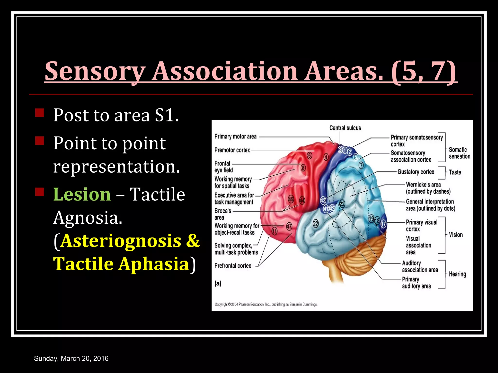 CEREBRAL CORTEX | PPT