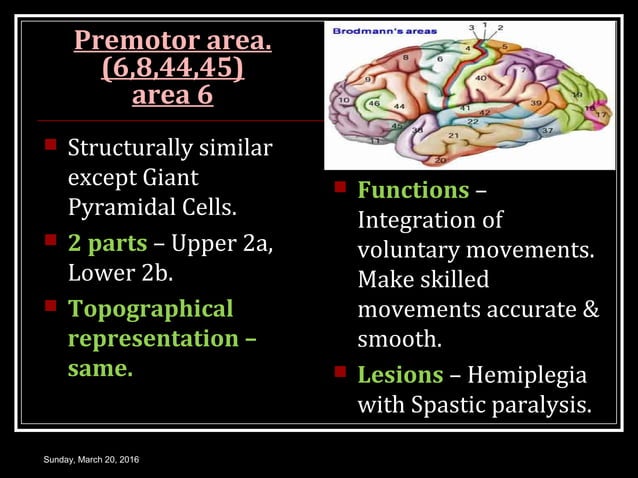 CEREBRAL CORTEX | PPT