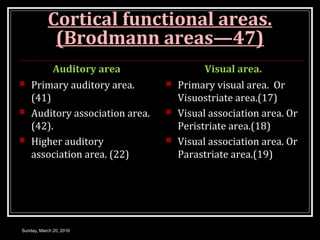 CEREBRAL CORTEX | PPT