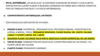 14 COMPARTIMENTO ANTEBRAQUIAL ANTERIOR, MUSCULOS....1ER, 2o 3ER PLANOS.pptx