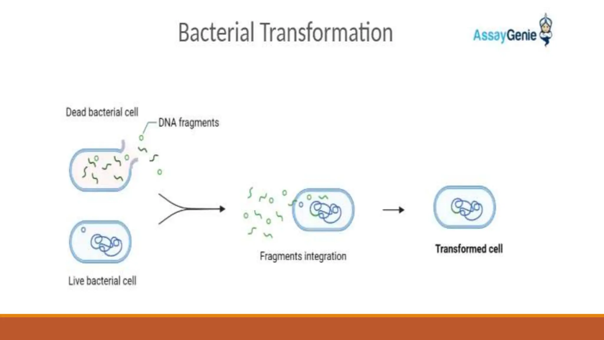 DPT - Conjugation, transduction and transformation | PPTX