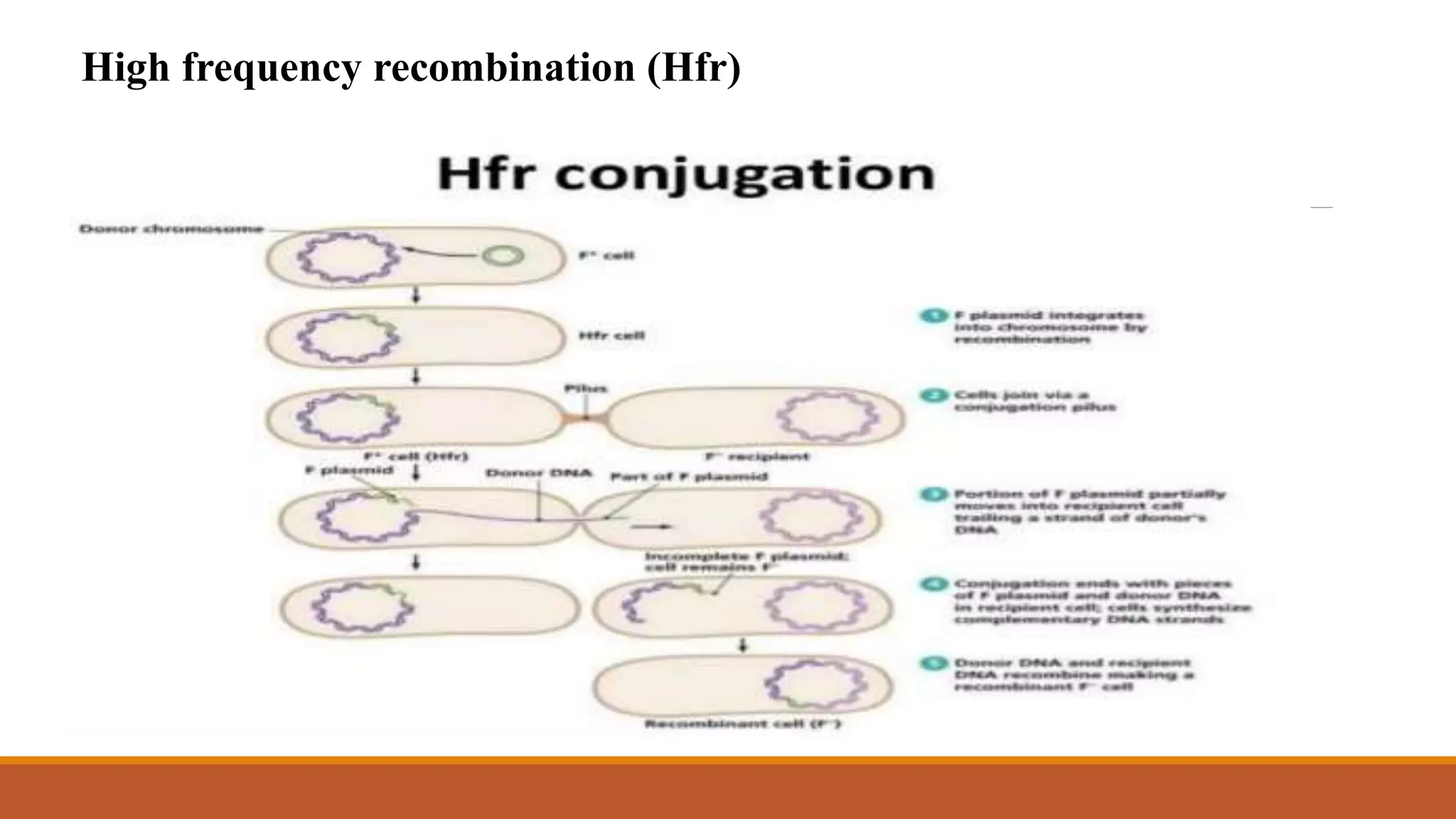 DPT - Conjugation, transduction and transformation | PPTX