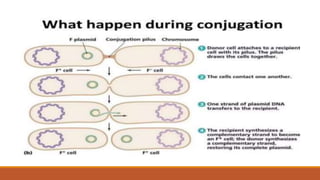 DPT - Conjugation, transduction and transformation | PPTX