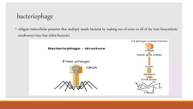 DPT - Conjugation, transduction and transformation | PPTX