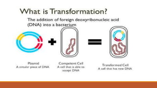 DPT - Conjugation, transduction and transformation | PPTX