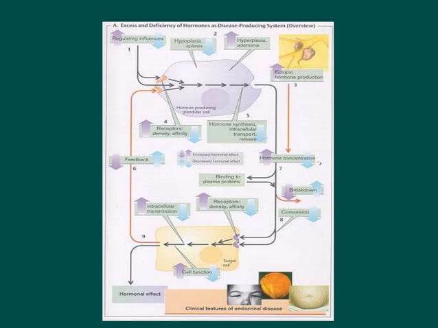 14 Disorders_of_endocrine_system and possible causes.ppt