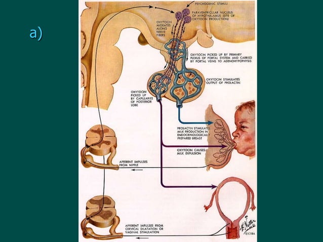 14Disorders_of_endocrine_system signs and symptoms .ppt | Endocrine and ...