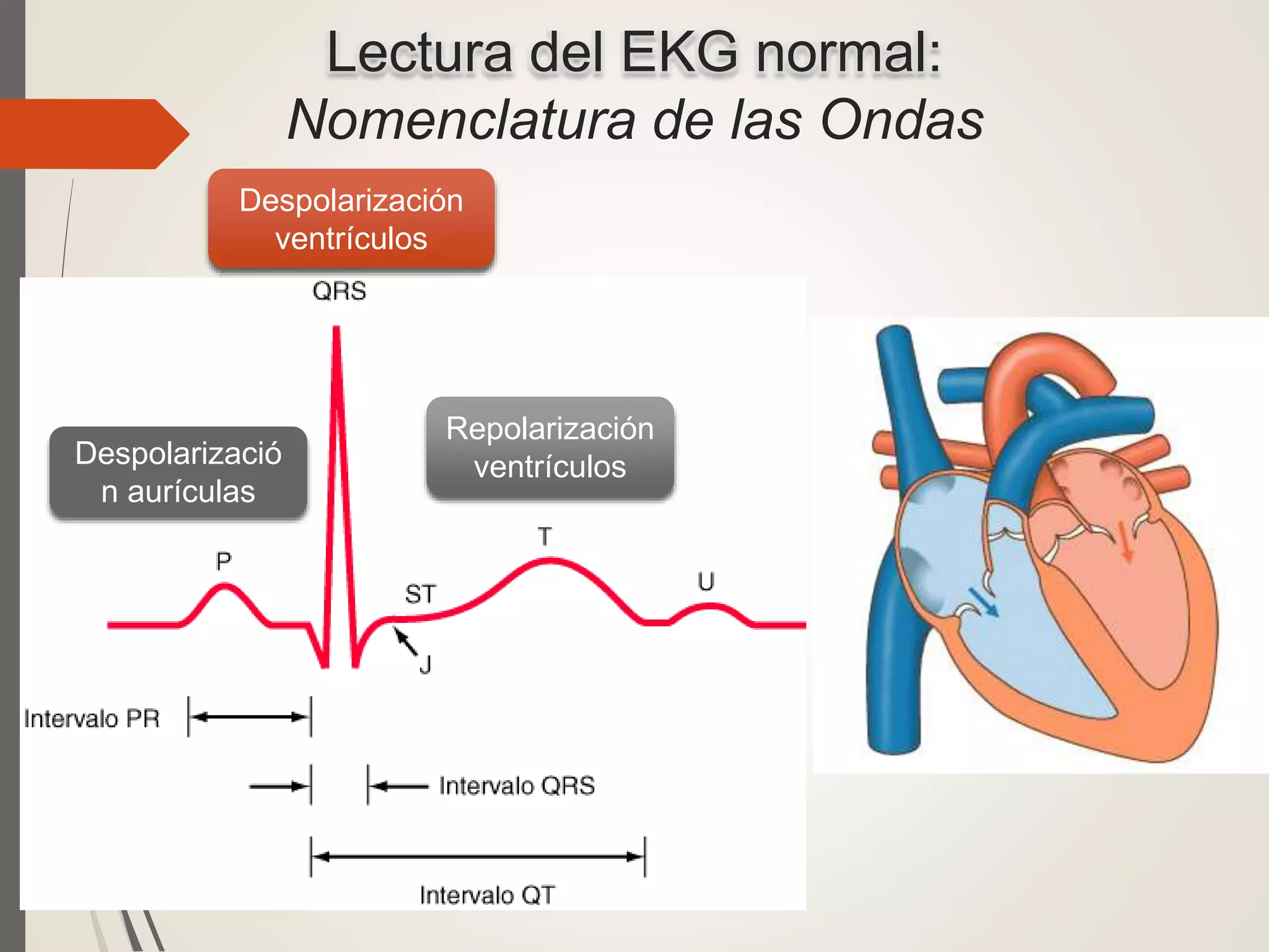 Electrocardiograma ekg | PPT