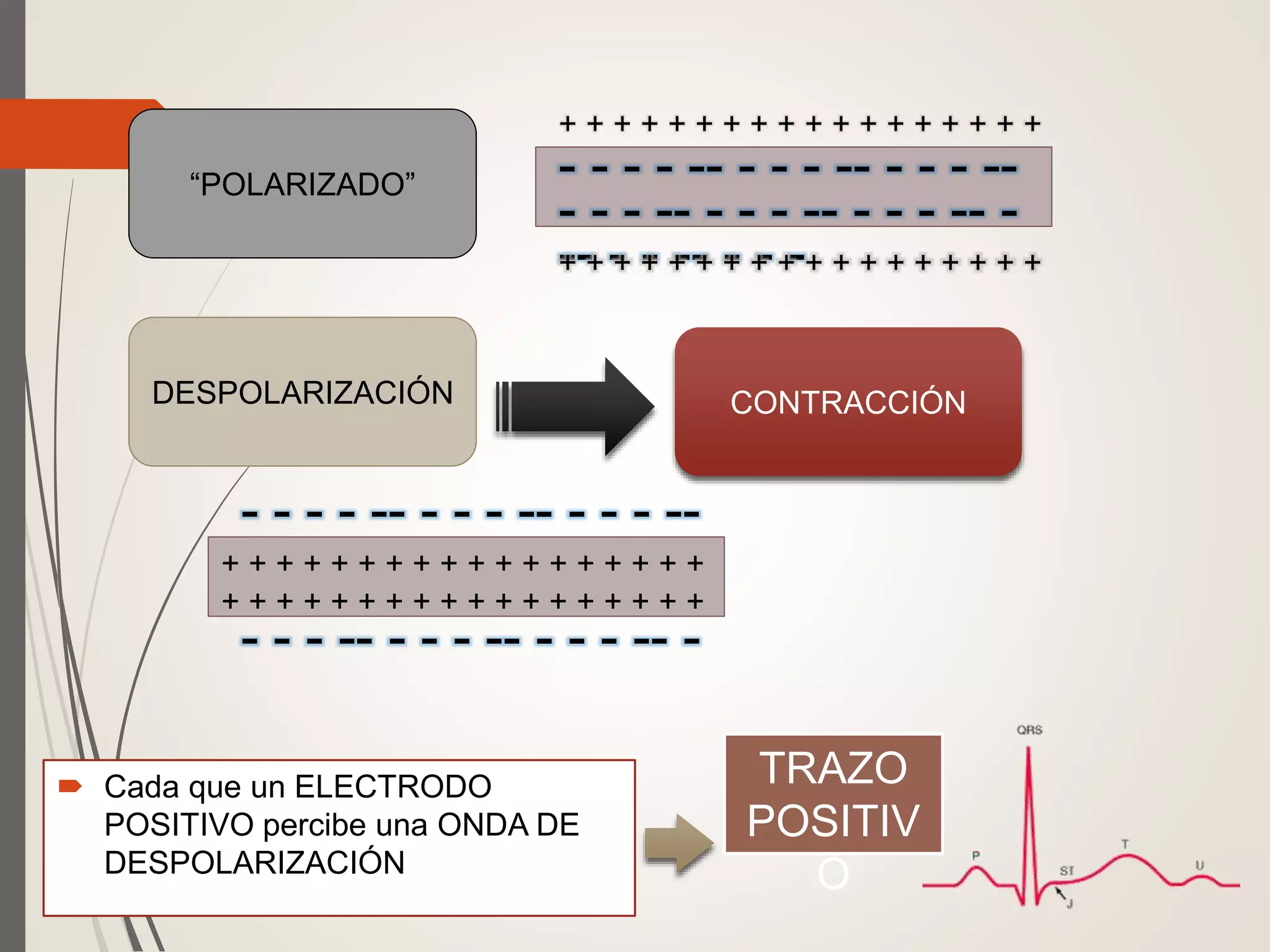 Electrocardiograma ekg | PPT