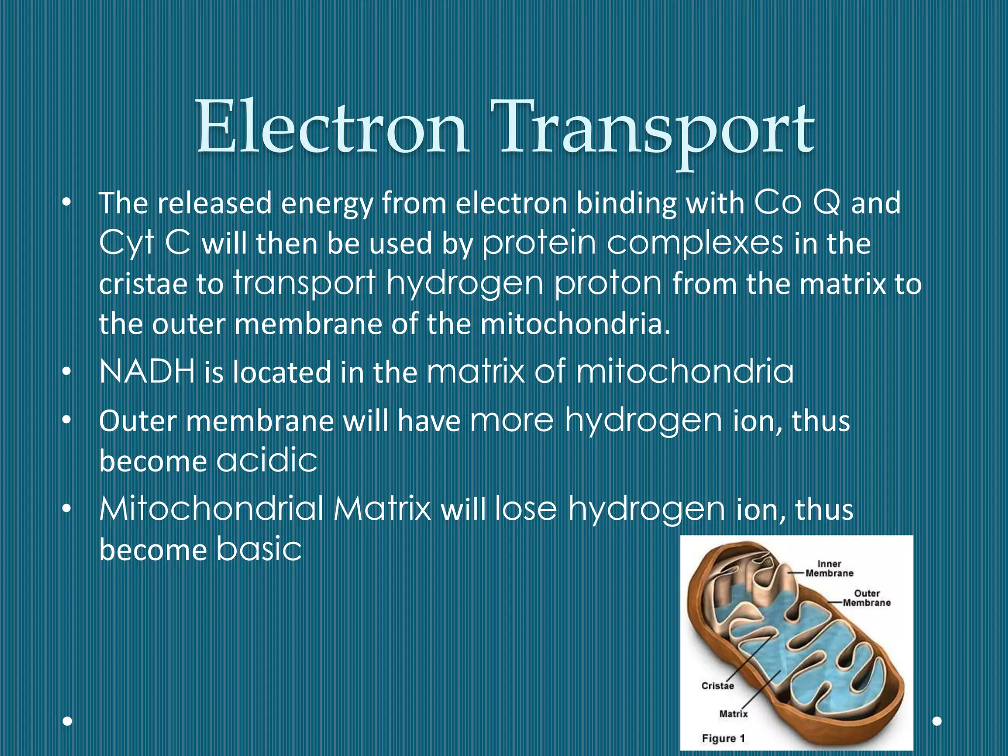 14 electron transport chain | PPTX