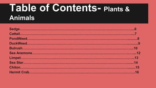 14 himaja, riya, namrata, nabeeha, diya's guidebook | PPT