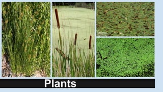 14 himaja, riya, namrata, nabeeha, diya's guidebook | PPT