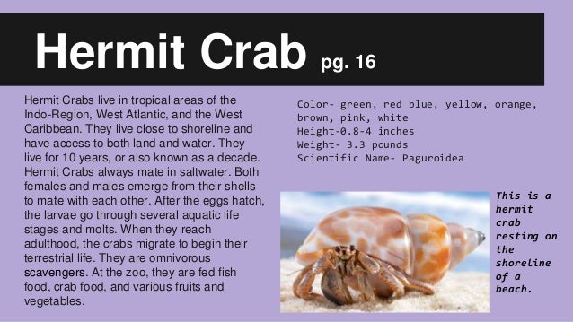 Hermit Crab Molting Stages