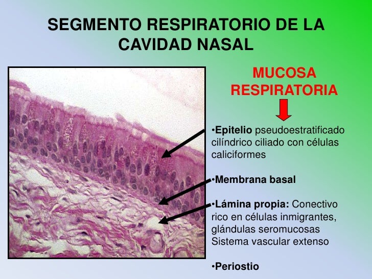 14 histologia del sistema respiratorio