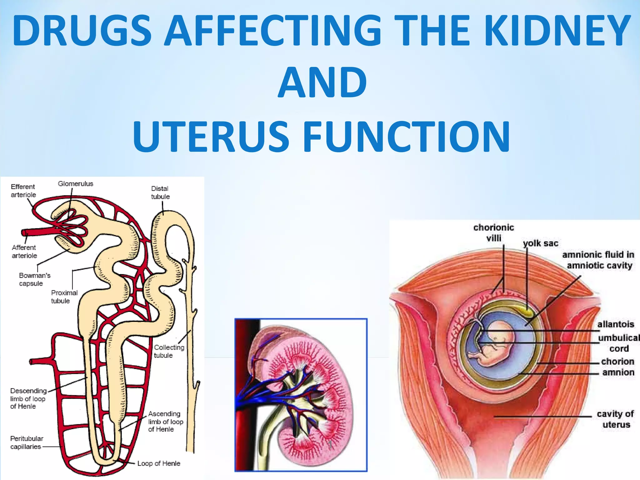 Pharmacology of the Kidney and Uterus | PPT