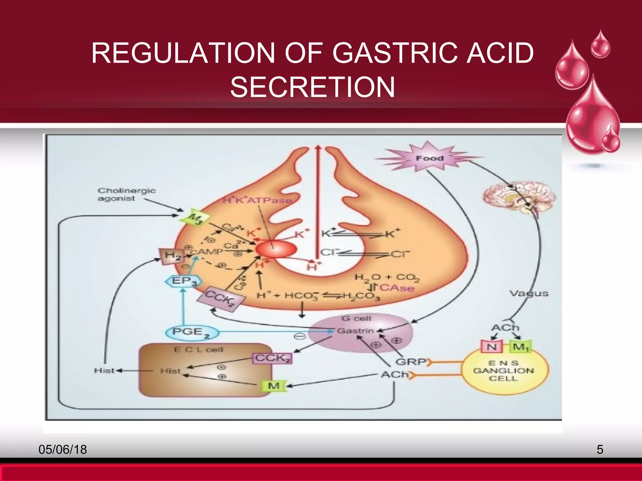 peptic ulcer & their new molecular target | PPT | Digestive Disorders ...