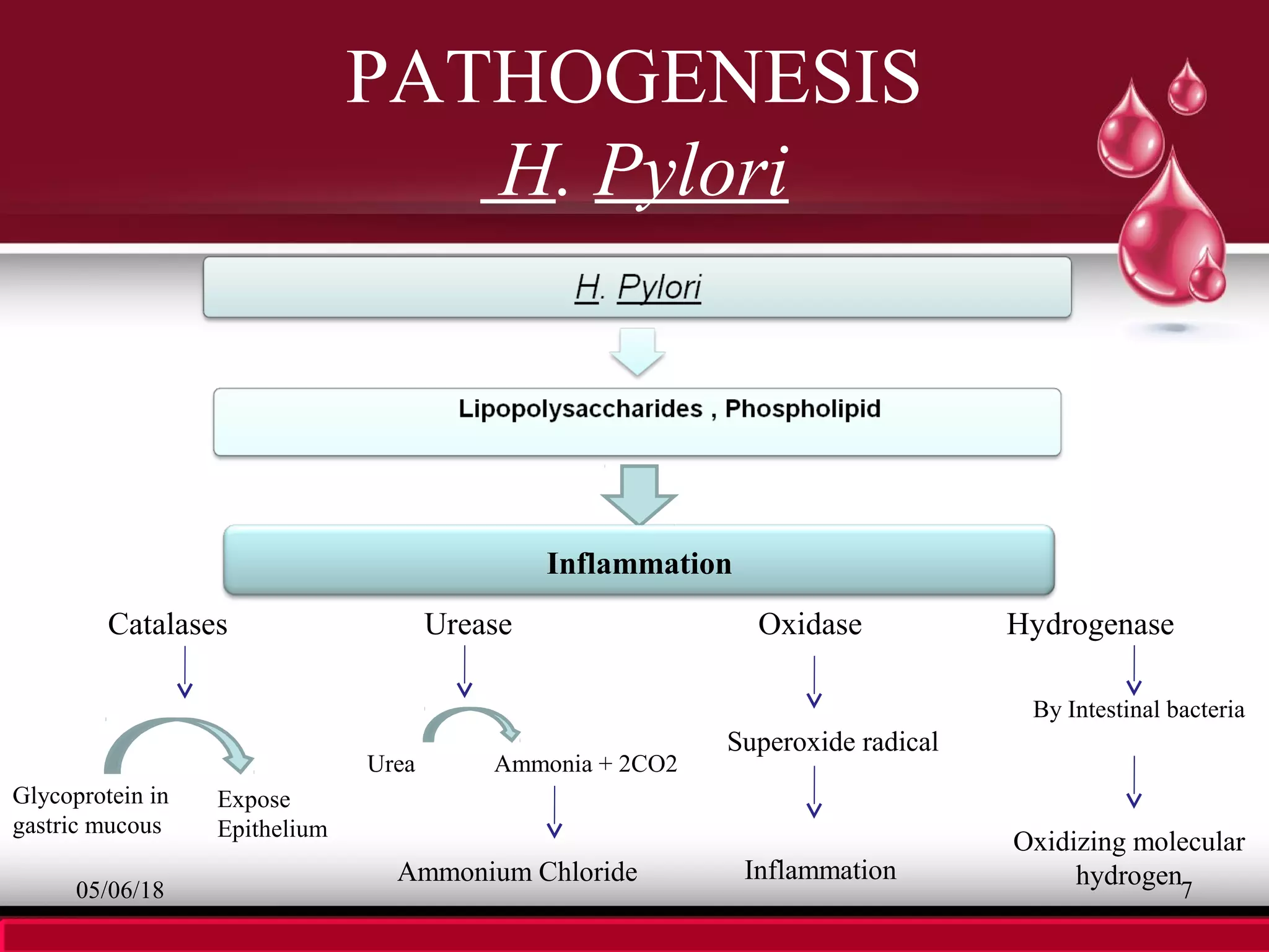 peptic ulcer & their new molecular target | PPT | Digestive Disorders ...