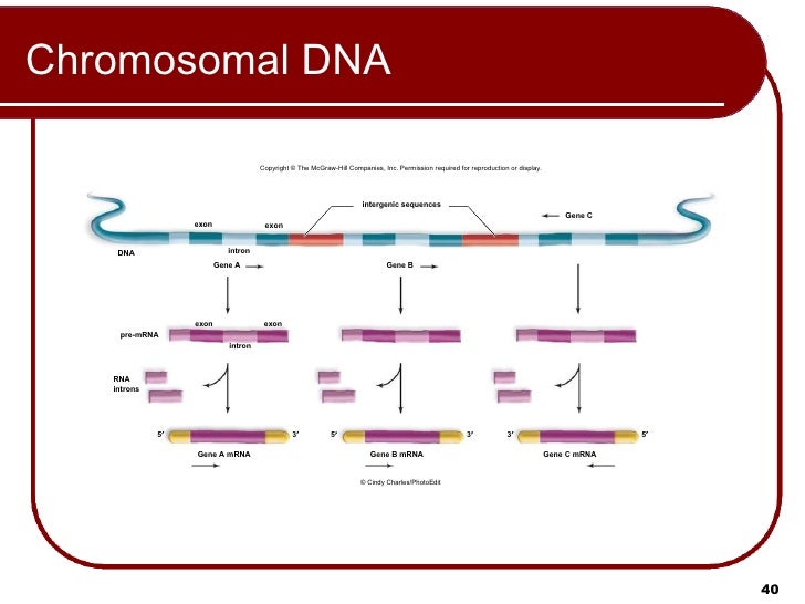 Dna Structure Animation Mcgraw Hill