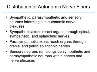 Autonomic Nervous System: Seeley's Anatomy and Physiology | PPT