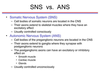 Autonomic Nervous System: Seeley's Anatomy and Physiology | PPT