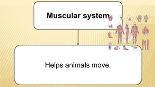 14lesson5 body systems part3 | PPT