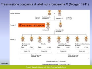 14 mappe genetiche eucarioti | PPT | Genetics | Science