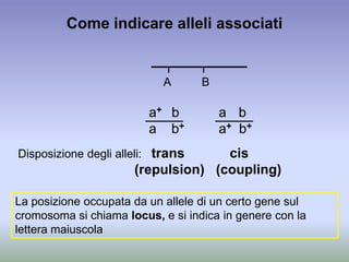 14 mappe genetiche eucarioti | PPT