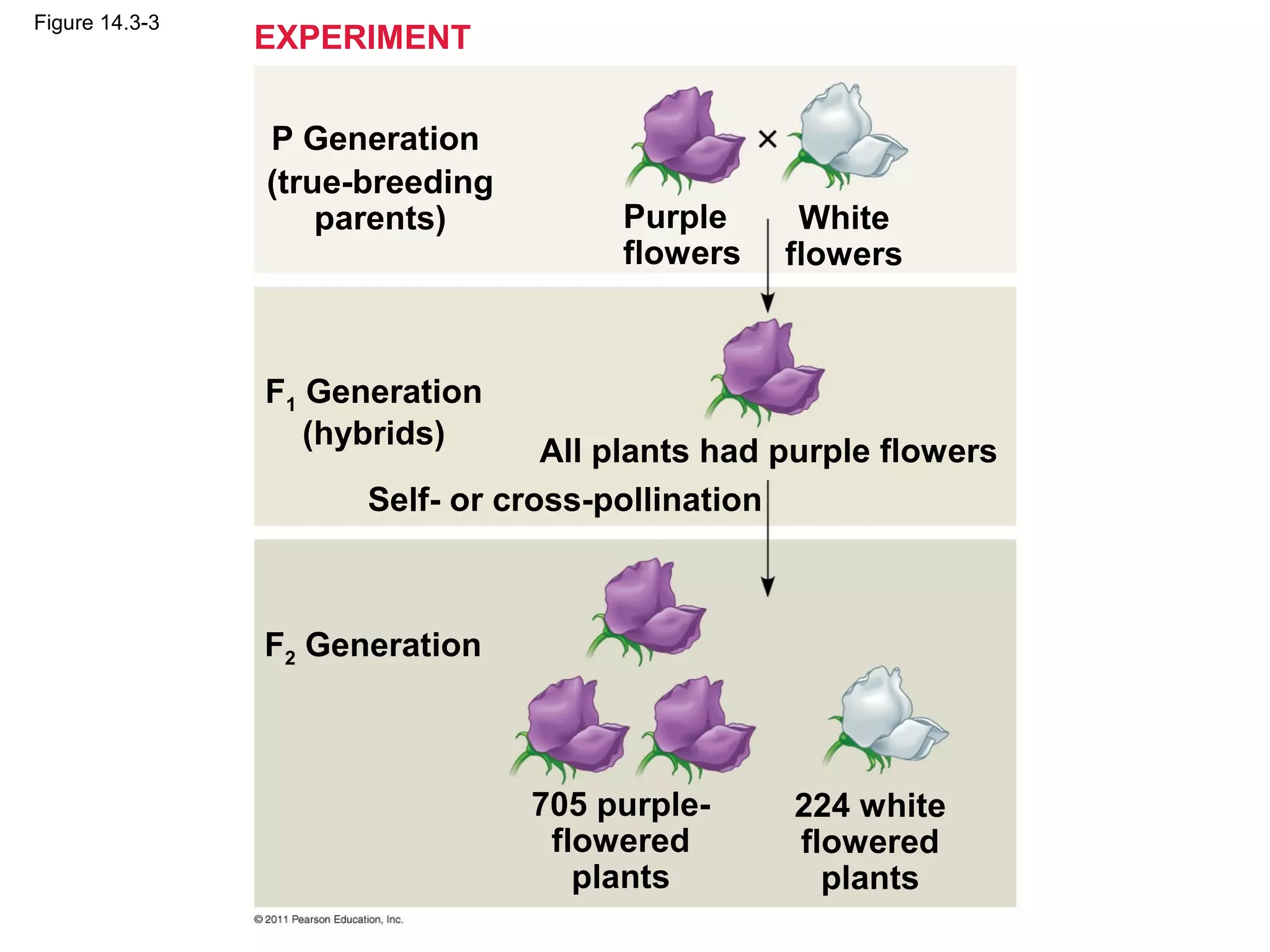 14 mendel and the gene idea | PPT