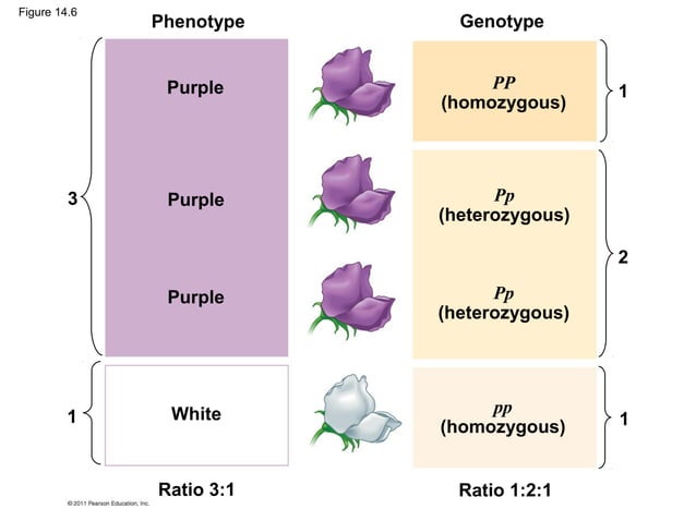 14 mendel and the gene idea | PPT