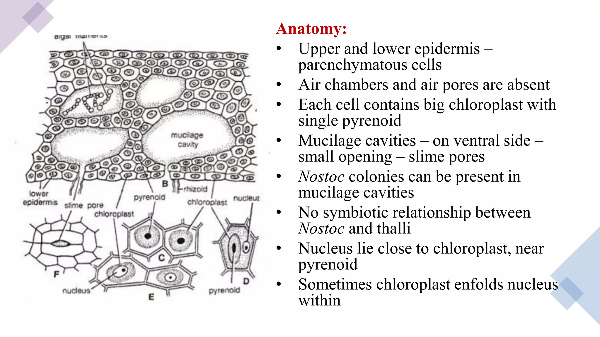 Morphology, anatomy and reproduction in Anthoceros | PPTX