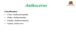 Morphology, anatomy and reproduction in Anthoceros | PPTX