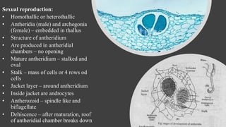 Morphology, anatomy and reproduction in Anthoceros | PPTX