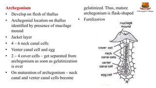 Morphology, anatomy and reproduction in Anthoceros | PPTX