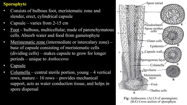 Morphology, anatomy and reproduction in Anthoceros | PPTX