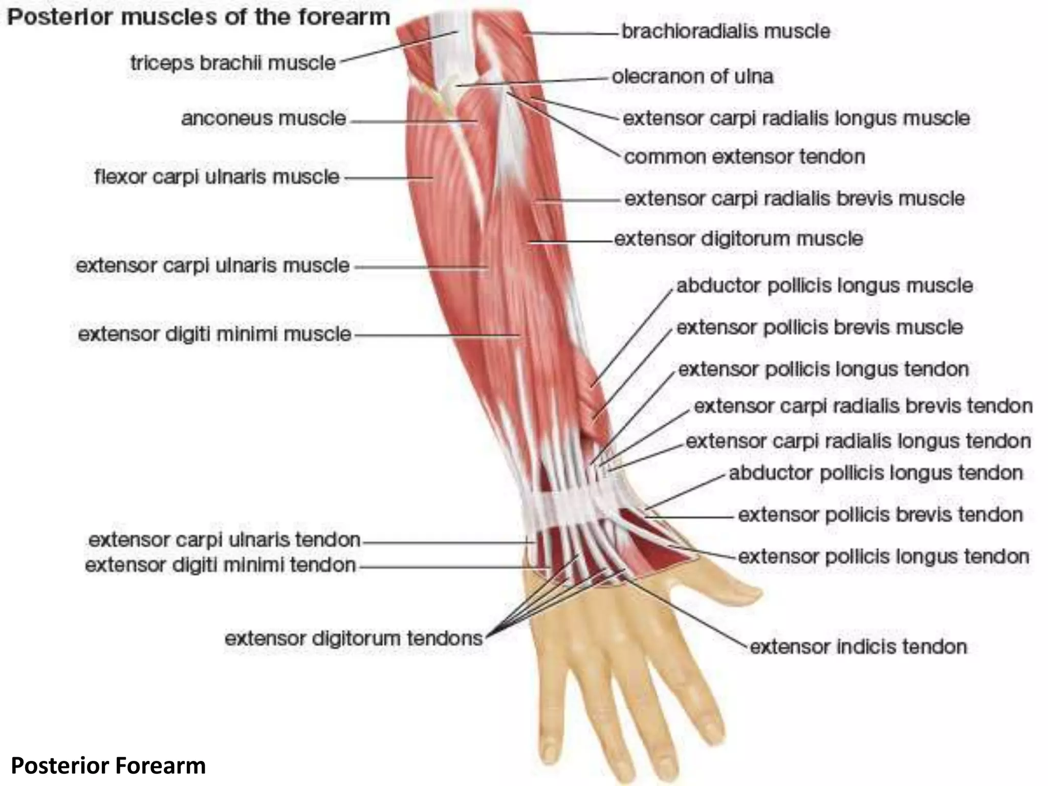 14_muscles_of_arm_and_forearm_and_cubital_fossa.pptx