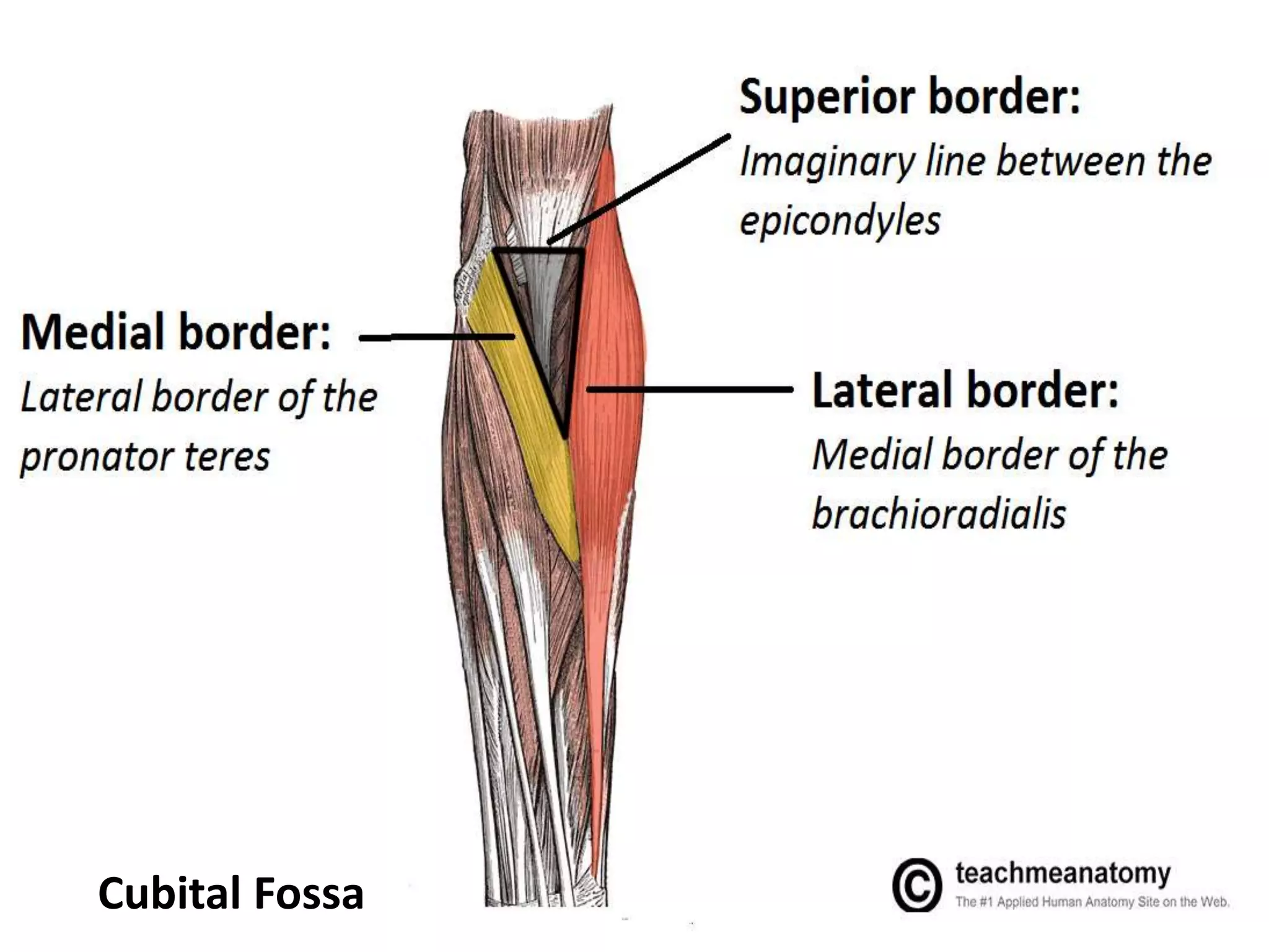 14_muscles_of_arm_and_forearm_and_cubital_fossa.pptx