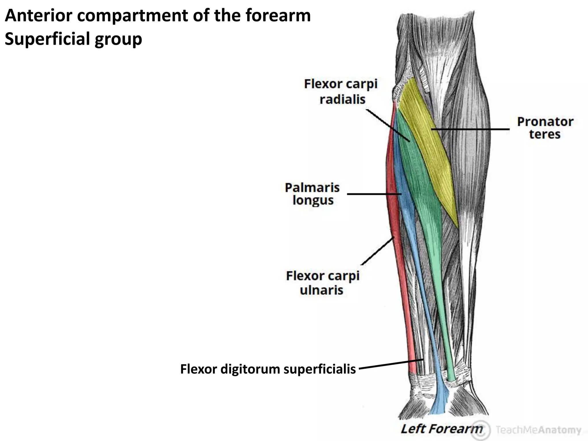 14_muscles_of_arm_and_forearm_and_cubital_fossa.pptx