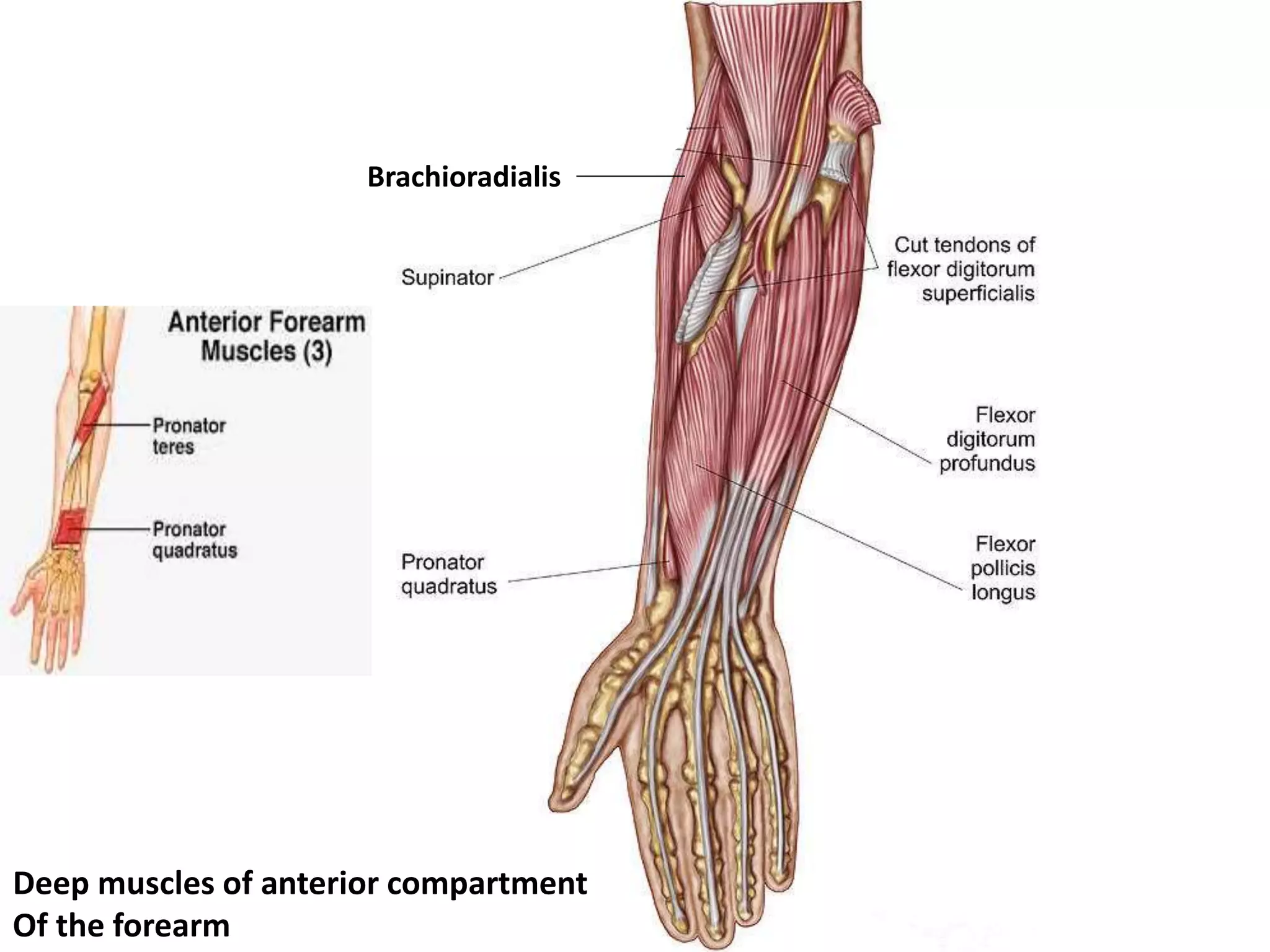 14_muscles_of_arm_and_forearm_and_cubital_fossa.pptx