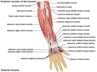 14_muscles_of_arm_and_forearm_and_cubital_fossa.pptx