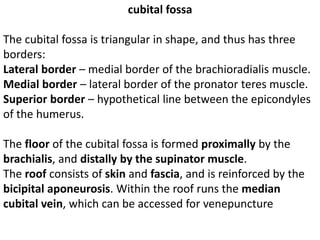 14_muscles_of_arm_and_forearm_and_cubital_fossa.pptx