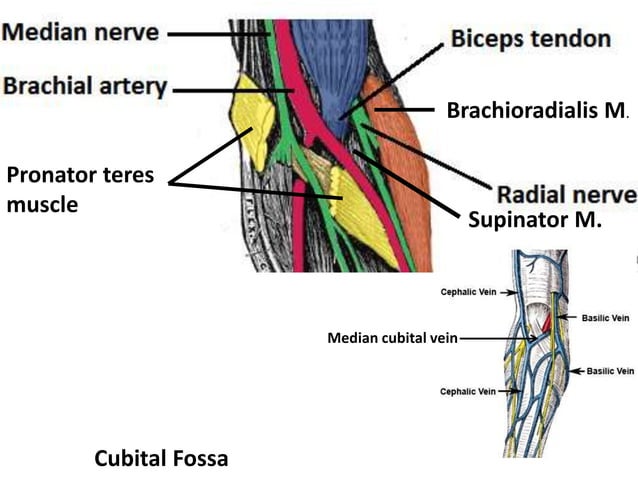 14_muscles_of_arm_and_forearm_and_cubital_fossa.pptx